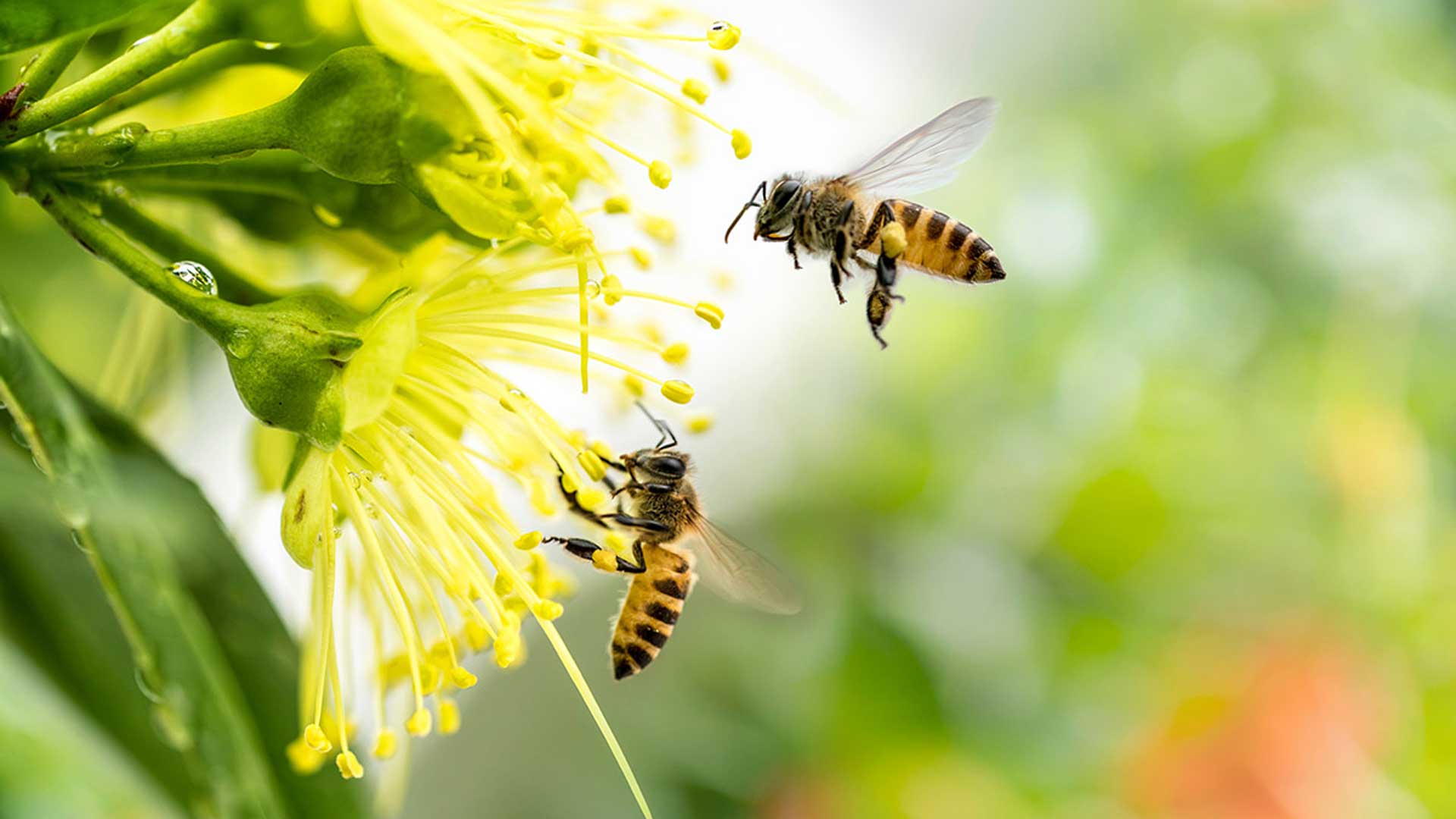 Invitez les abeilles à vous aider! - Jardin Eden